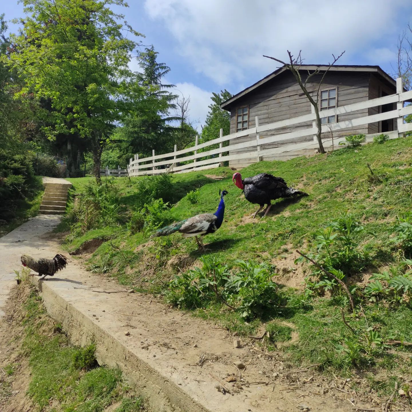 Polonezkoy Country Club (Zoo and Natural Life Park) – Eng-Istanbul Web ...