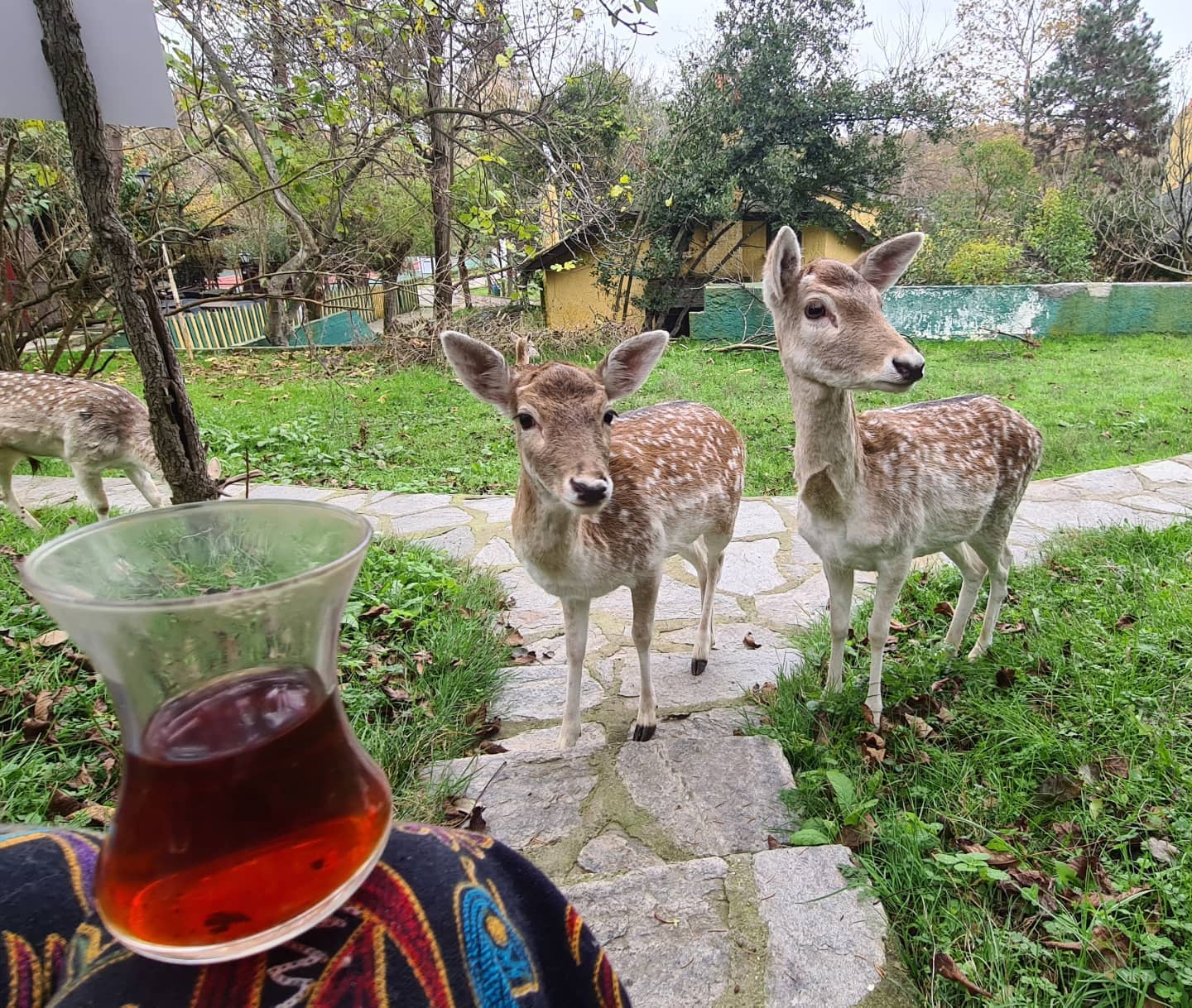 Polonezkoy Country Club (Zoo and Natural Life Park) – Eng-Istanbul Web ...